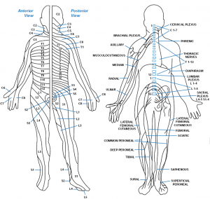 Dermatomes & Peripheral Nerves